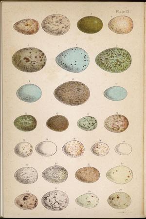 'Eggs of Two Dozen Birds' Giclee Print | AllPosters.com