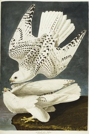 'Iceland or Jer Falcon. Gyrfalcon' Giclee Print - John James Audubon ...