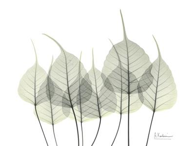 'Bodhi Family Tree' Premium Giclee Print - Albert Koetsier | AllPosters.com