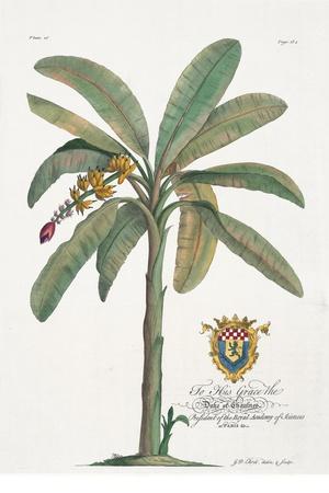 Banana Tree Premium Giclee Print - Porter Design | AllPosters.com