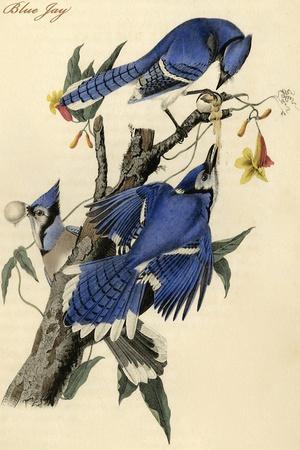 'Blue Jay' Posters - John James Audubon | AllPosters.com