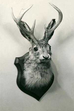 'Stuffed Jackalope' Prints | AllPosters.com