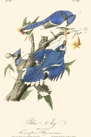 'Audubon Blue Jays' Prints - John James Audubon | AllPosters.com