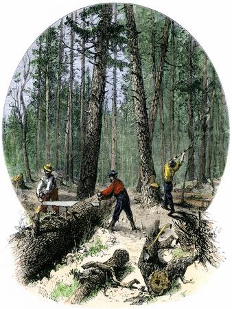 'Minnesota Loggers Cutting Trees and Sawing Logs with a Two-Man Saw, c ...