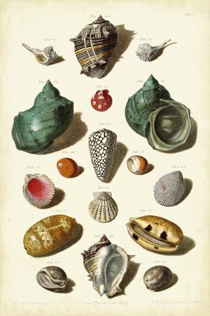 Muller Shells, Tab. V Print - Gabriel Muller | AllPosters.com