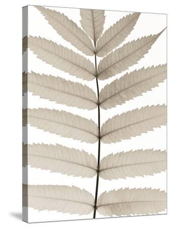 'Lush Leaves' Stretched Canvas Print - Assaf Frank | AllPosters.com