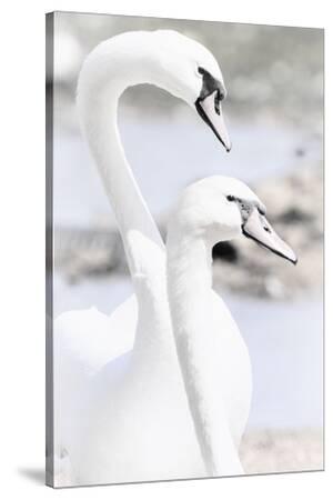 'Swan Melody' Stretched Canvas Print - Wink Gaines | AllPosters.com