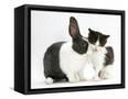 'Black-And-White Kitten with Blue Dutch Rabbit' Photographic Print ...
